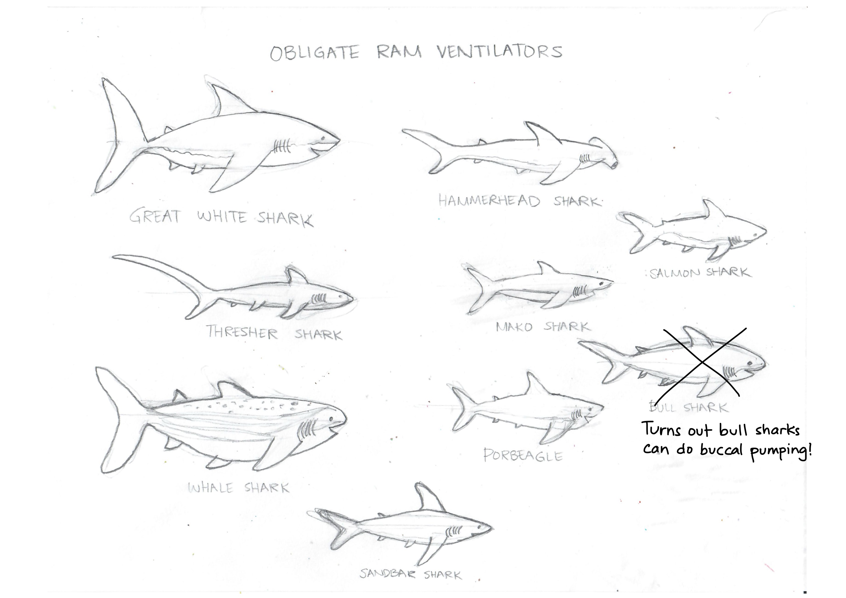 A list of sharks that are obligate ram ventilators :: Sacha Chua